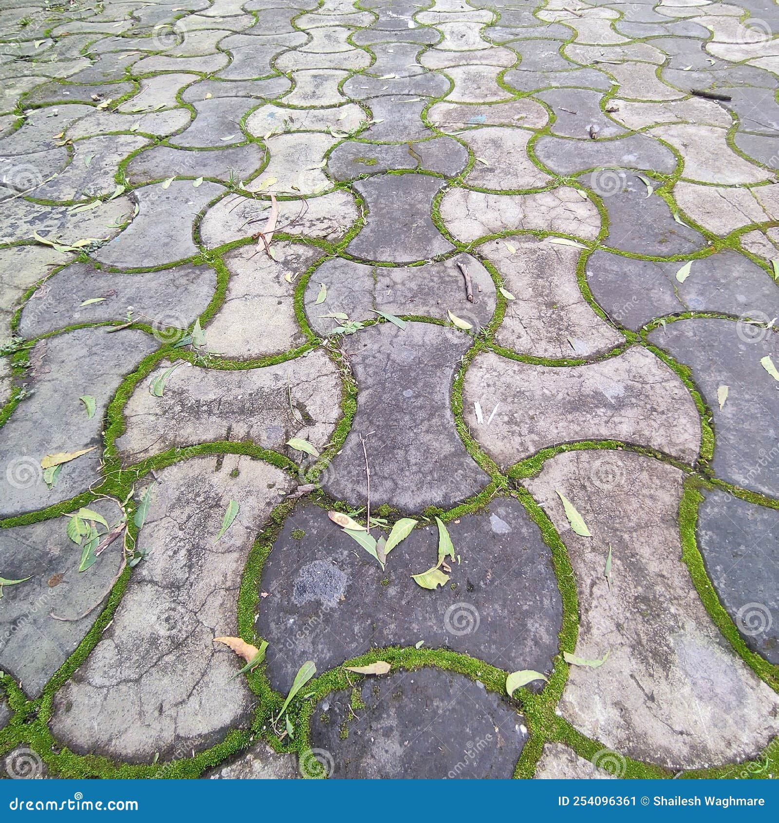 Footpath Tiles after Rainy Days Stock Image - Image of leaf, grass ...