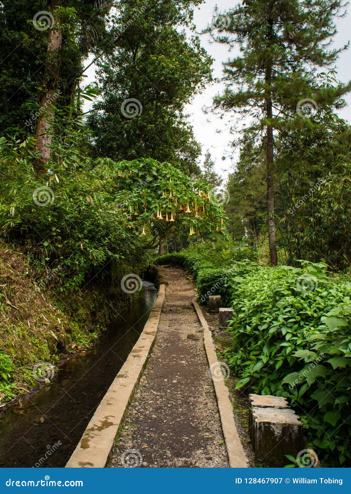Footpath to forests stock image. Image of footpath, natural - 128467907