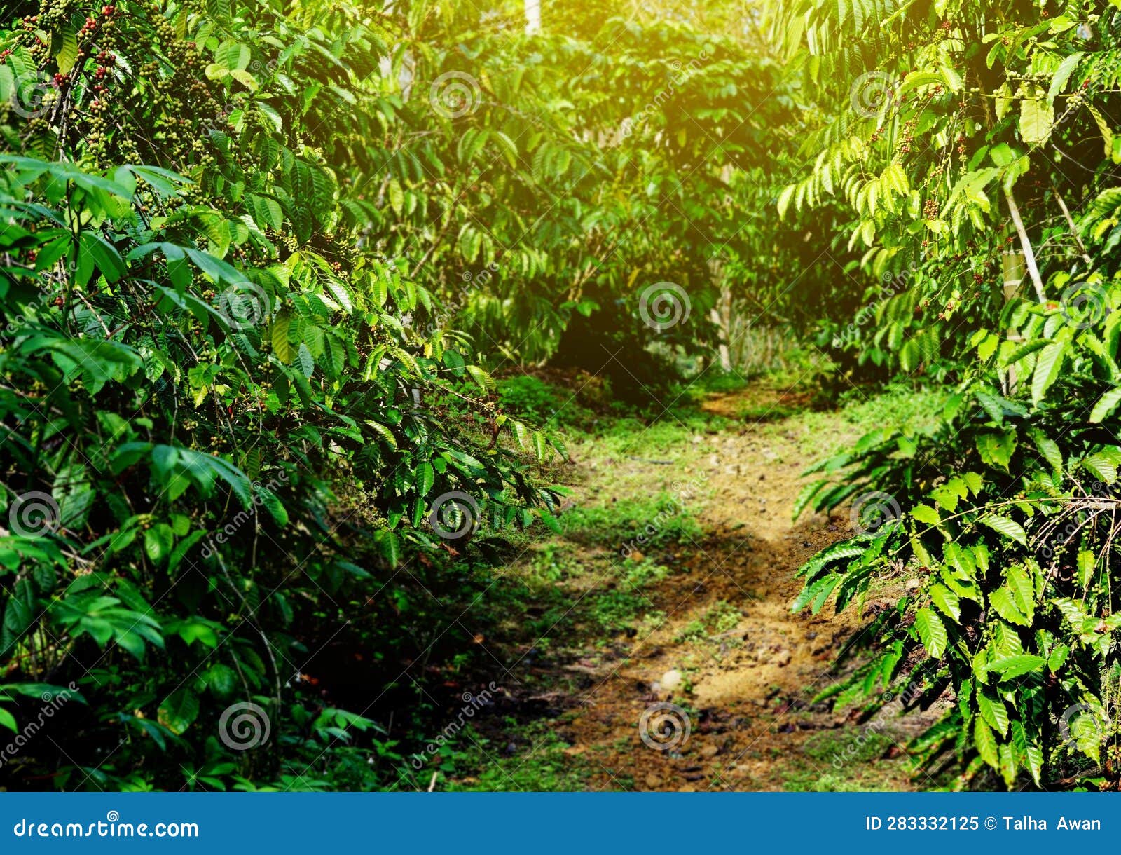 Footpath To Green Path Tree in Jungle Stock Image - Image of wilderness ...