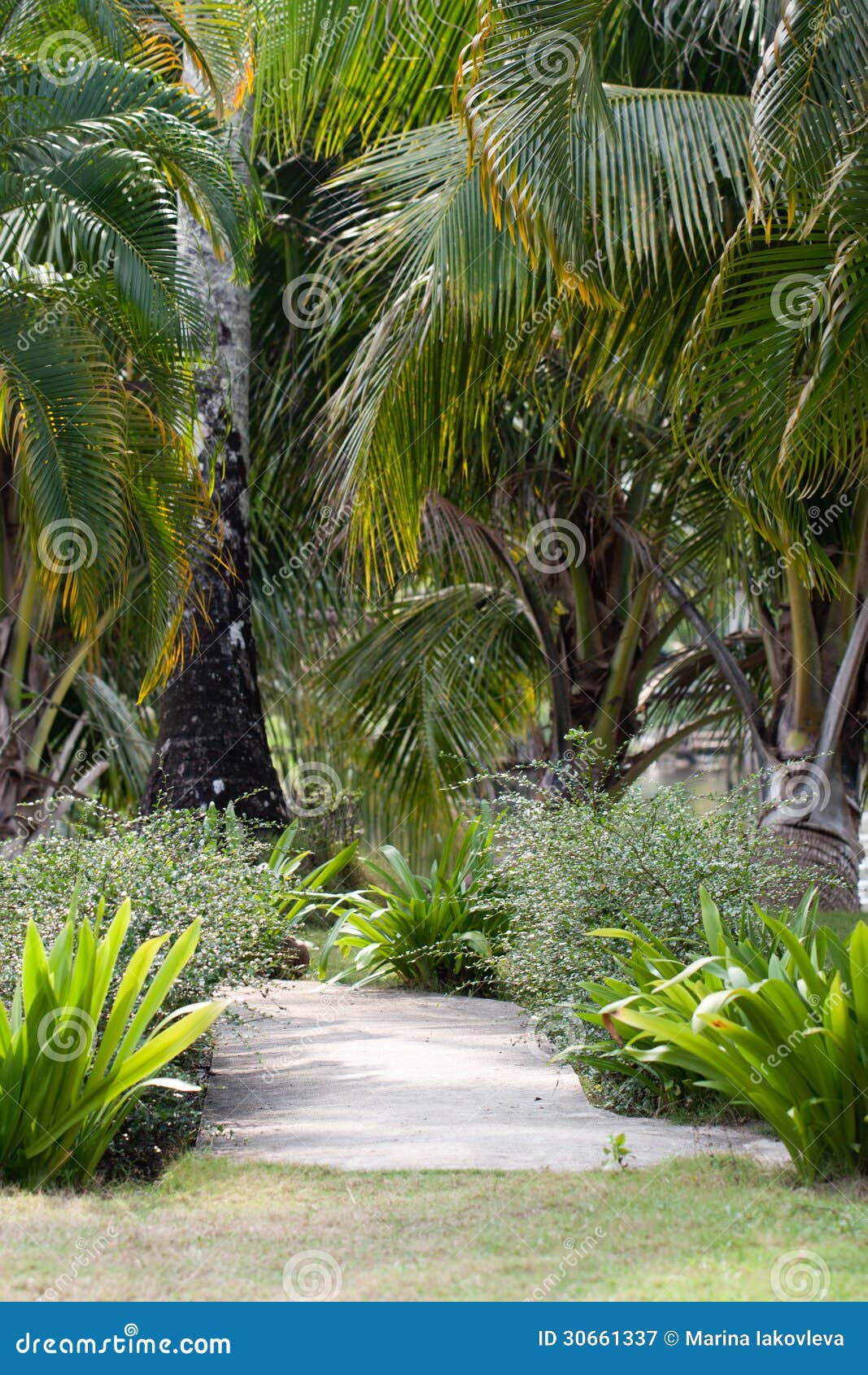 Footpath To among Tropical Vegetation Stock Image - Image of landscapes ...