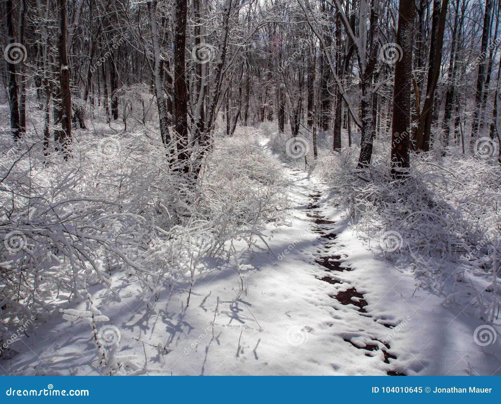Forest Trail in Winter with Fresh Snow Stock Image - Image of woods ...