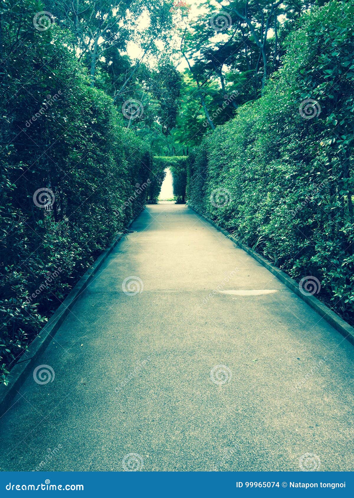 Footpath tree stock photo. Image of footpath, cover, chaum - 99965074