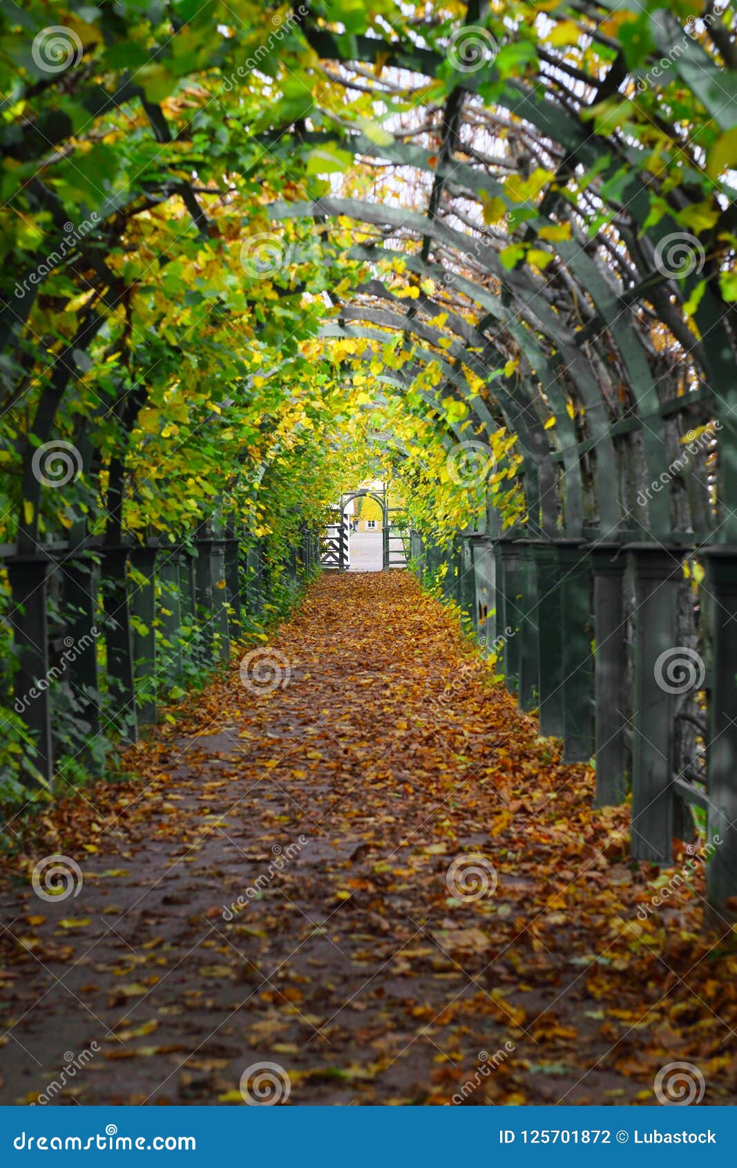 Footpath in tree gallery stock photo. Image of park - 125701872