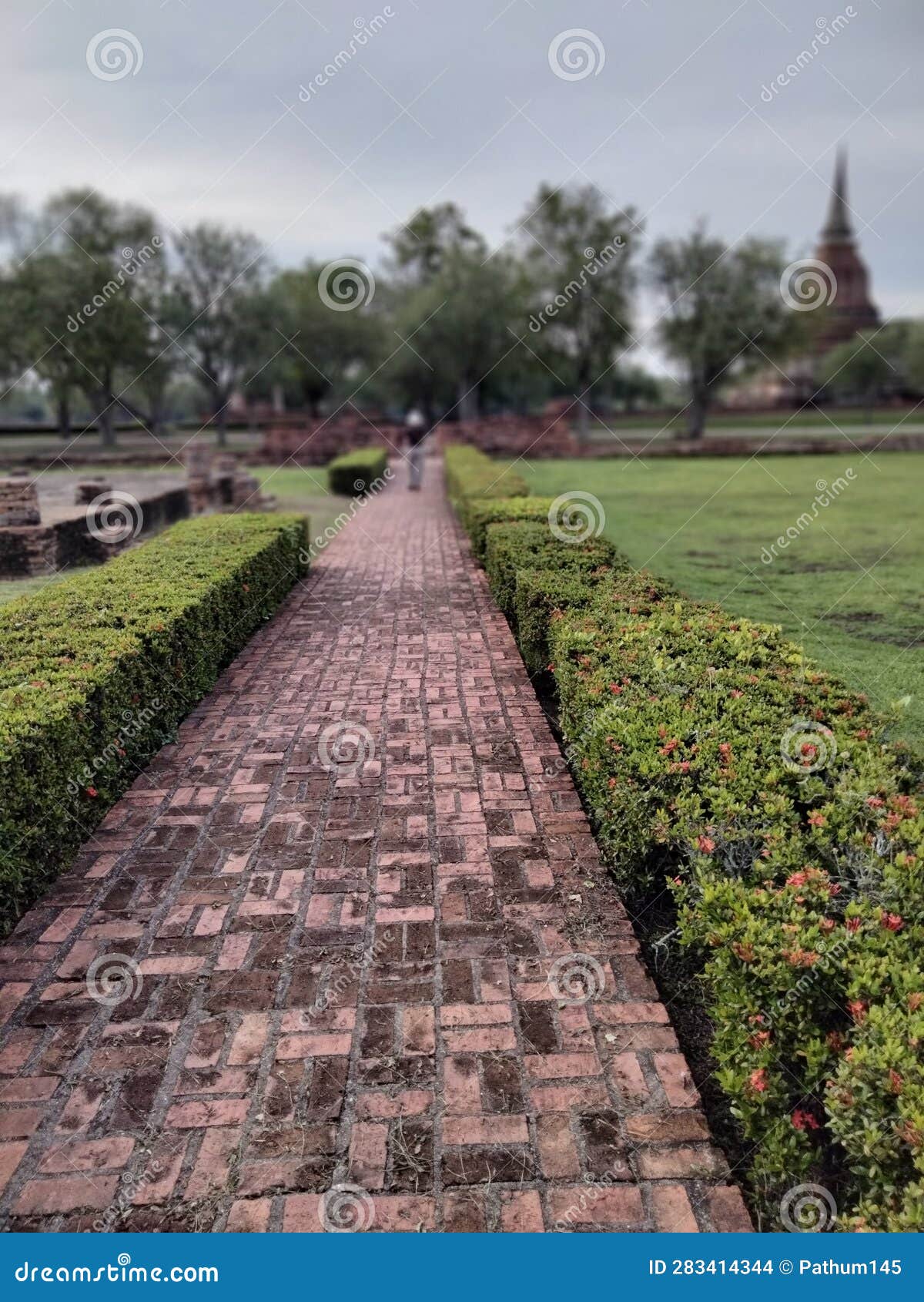 Footpath, Tree, Green, Temple, Travel, Quite Stock Photo - Image of ...