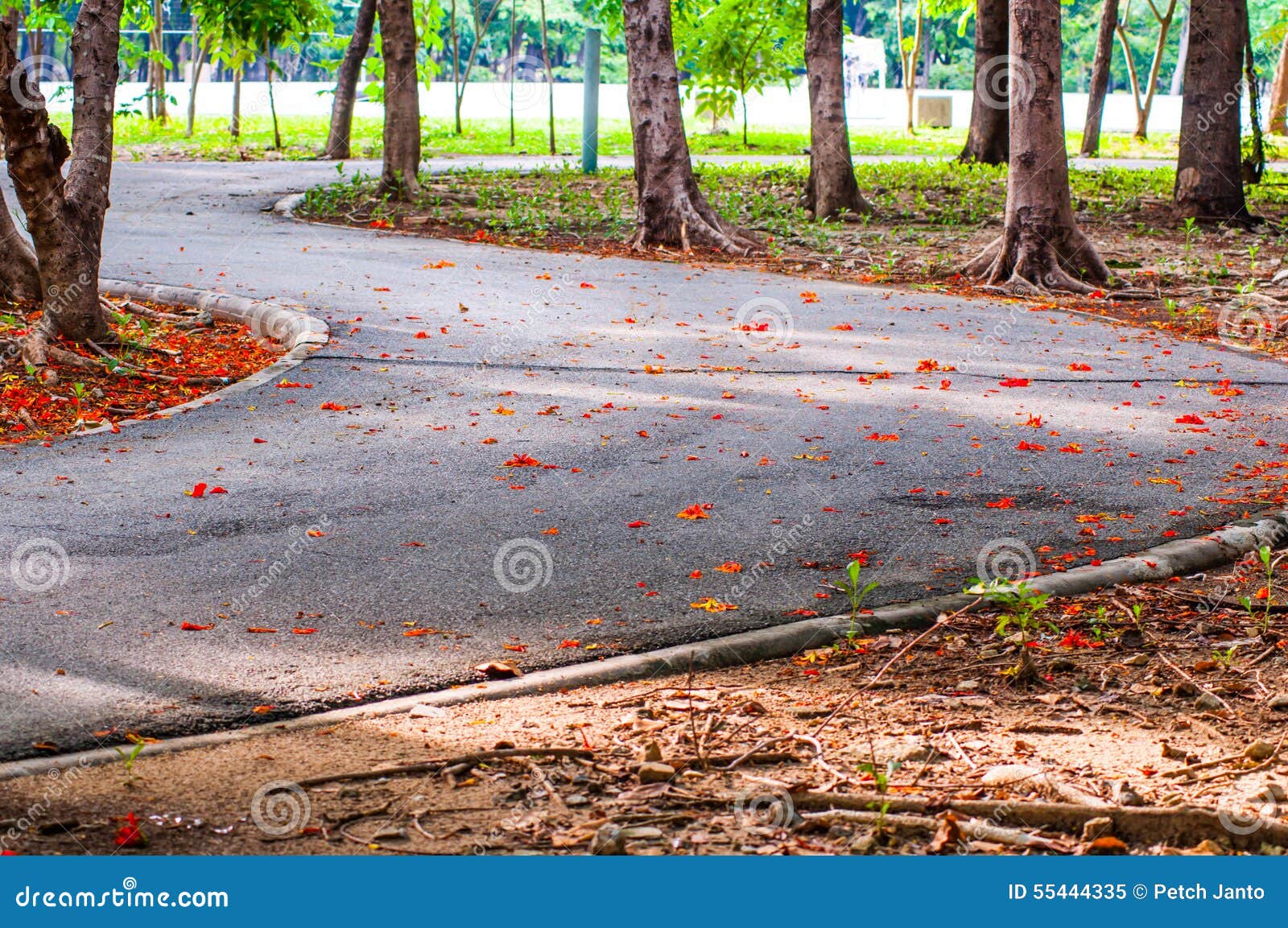 Footpath and Tree Nature in the Garden Stock Image - Image of park ...