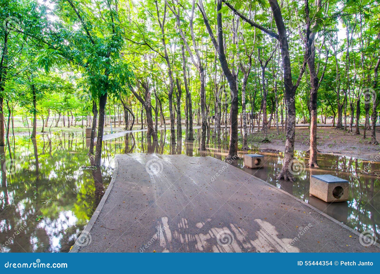 Footpath and Tree Nature in the Garden Stock Photo - Image of green ...