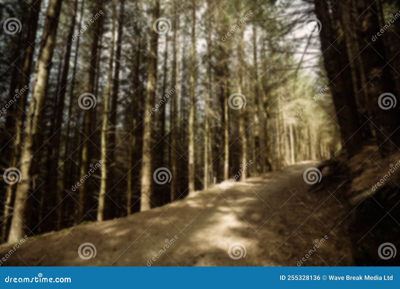 Footpath by trees stock photo. Image of peaceful, scenics - 255328136