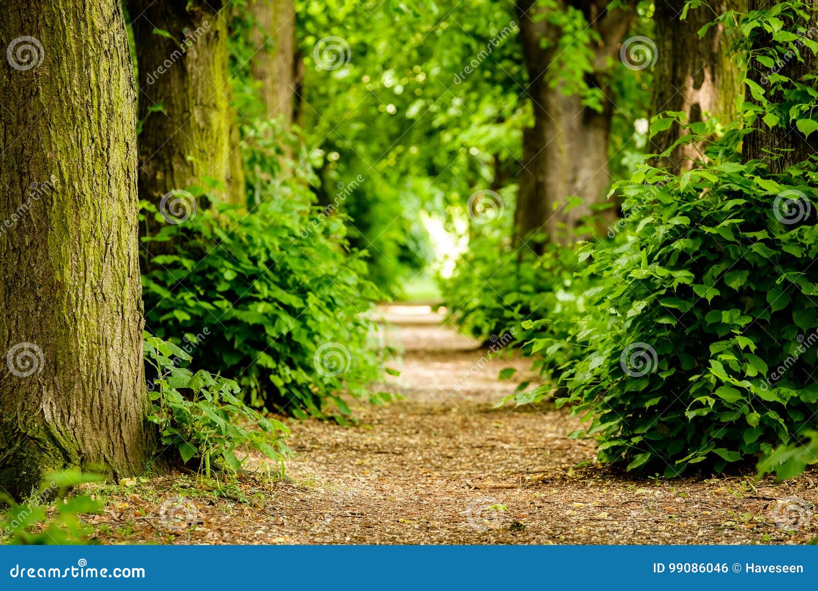 Footpath between Trees in the Forest Stock Photo - Image of footpath ...