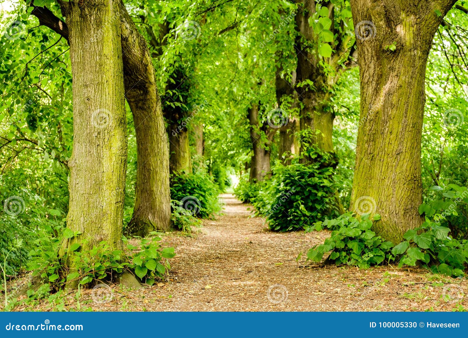 Footpath between Trees in the Forest Stock Photo - Image of trees ...