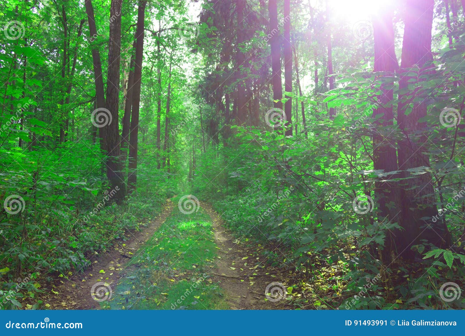 Footpath between trees i stock image. Image of mist, dawn - 91493991