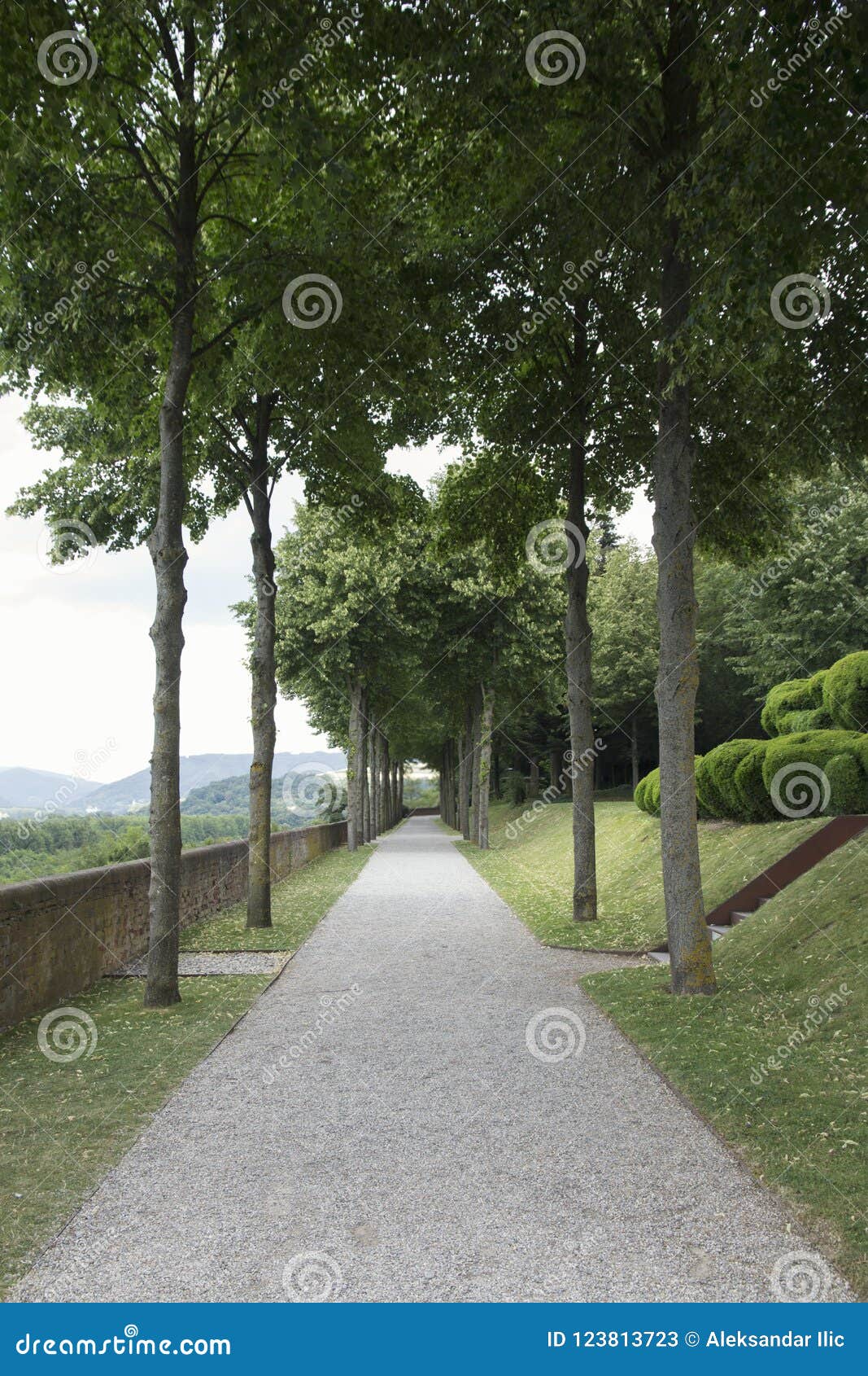 Footpath between Trees in the Park Stock Image - Image of tall ...