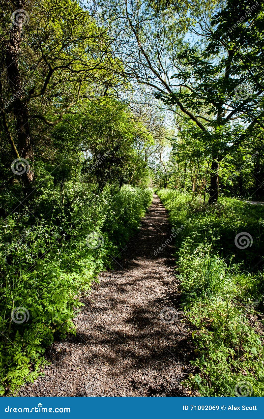 Footpath through trees stock image. Image of canopy, trees - 71092069