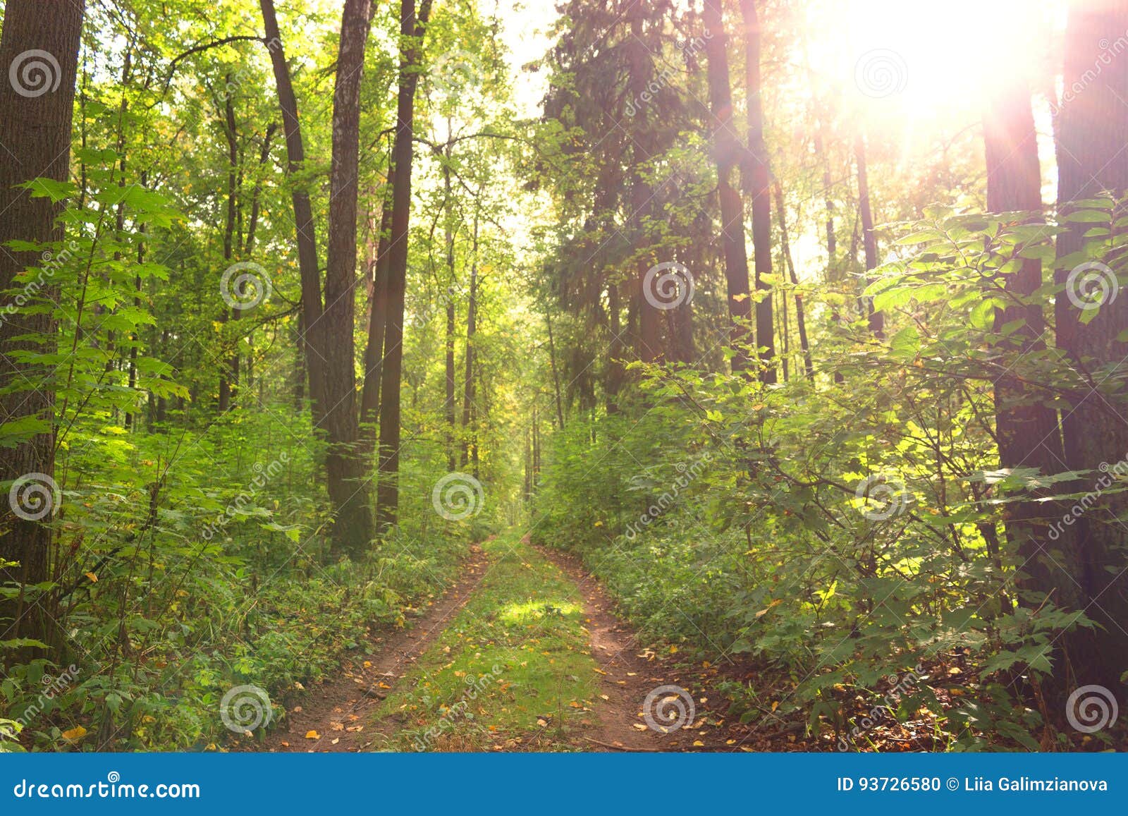 Footpath between trees stock photo. Image of path, light - 93726580