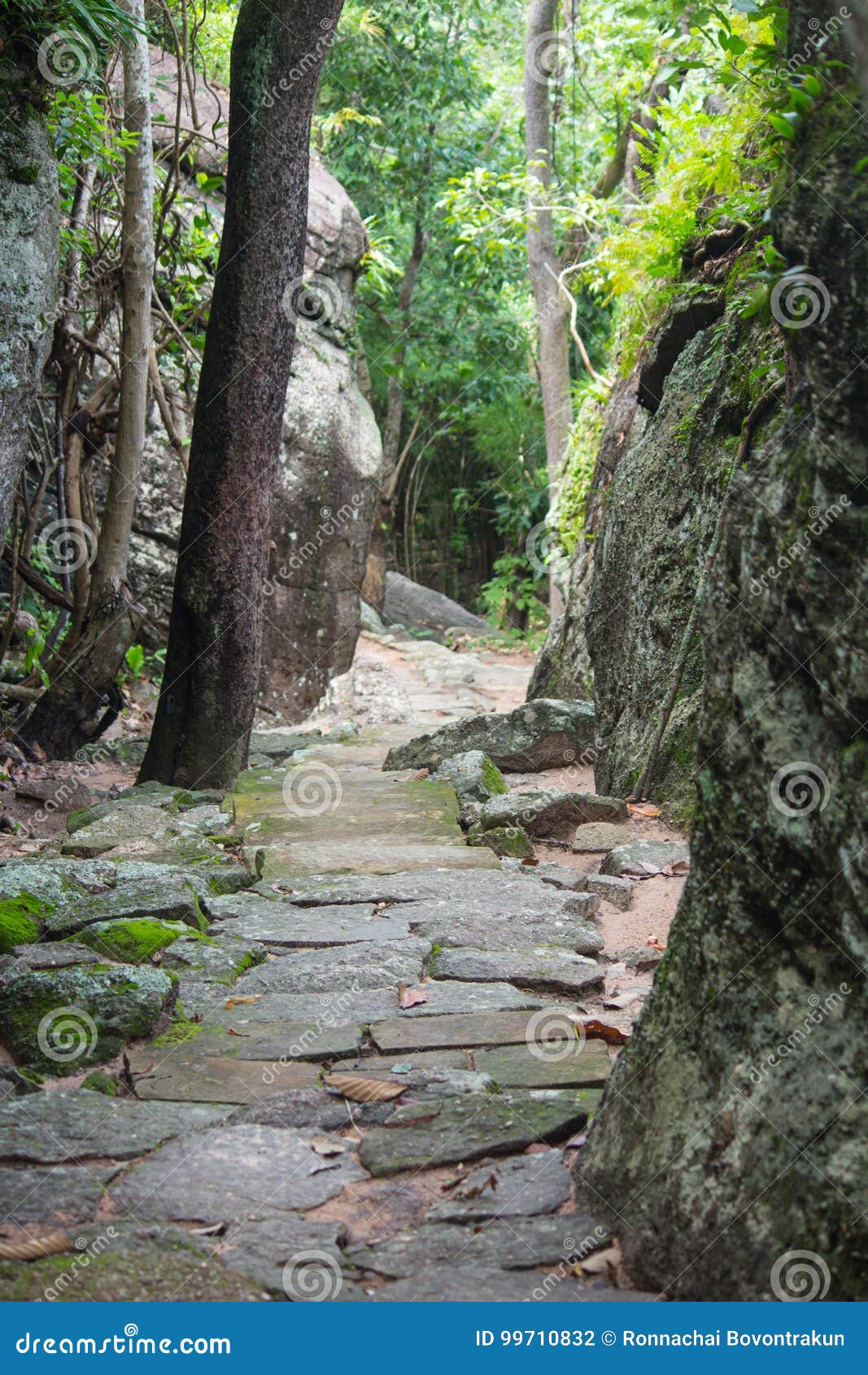 Footpath in Tropical Forest Stock Photo - Image of forest, natural ...