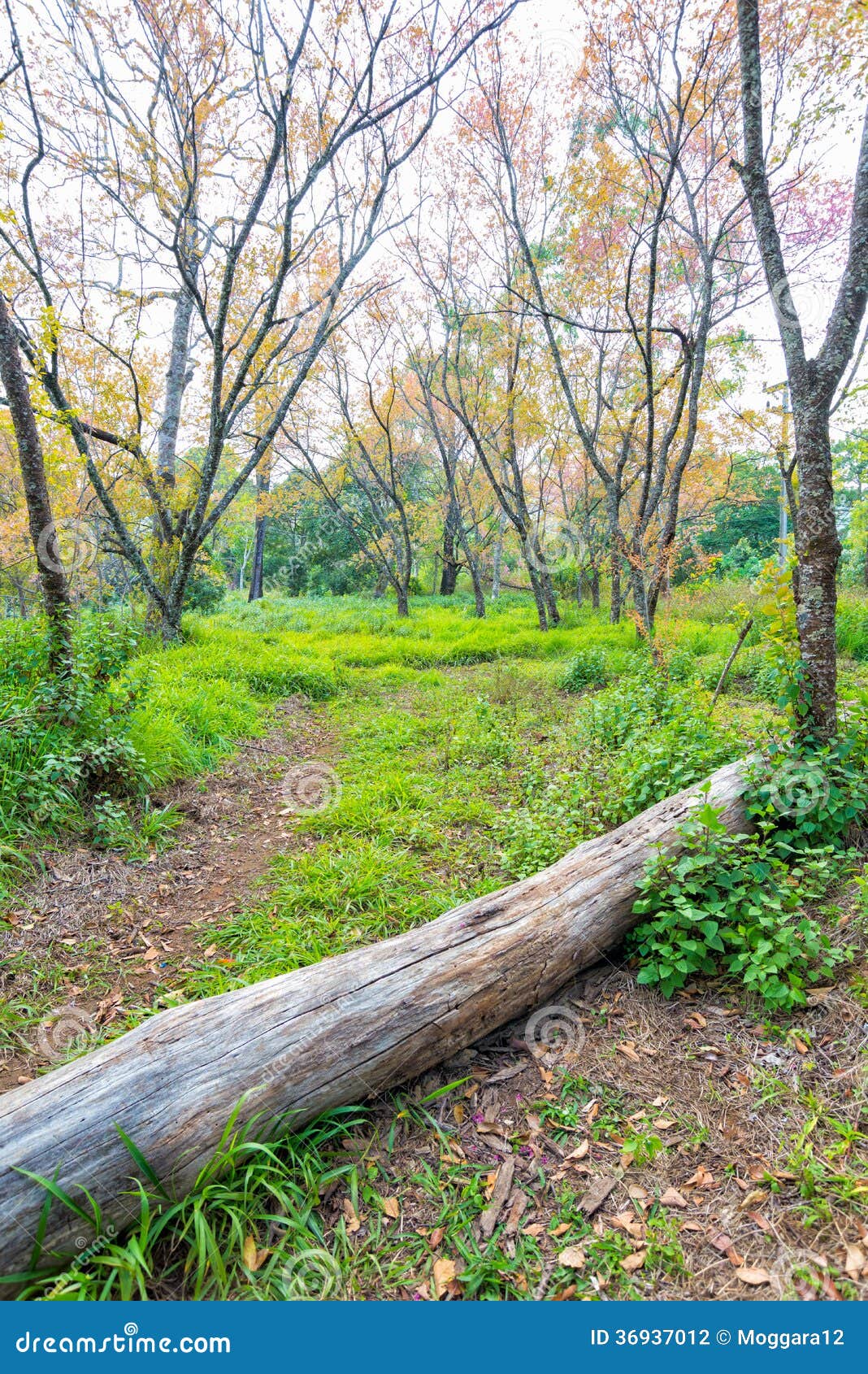 Footpath Way To Forest with Tree in Grass Field Stock Photo - Image of ...