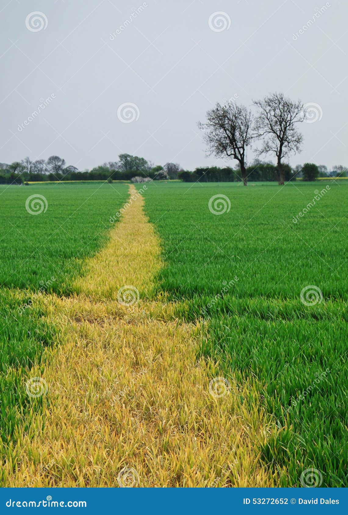 Footpath through a Wheat Field. Stock Photo - Image of sown, crop: 53272652