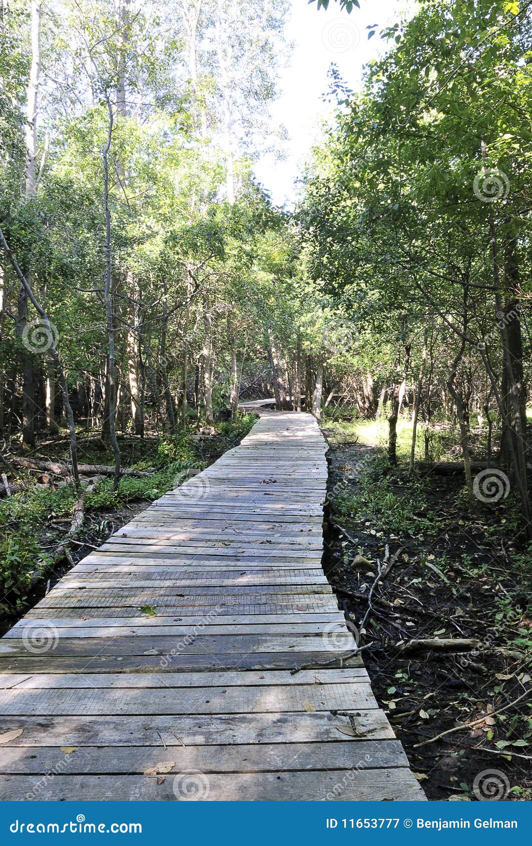 Footpath in wood stock image. Image of woods, path, horizontal - 11653777