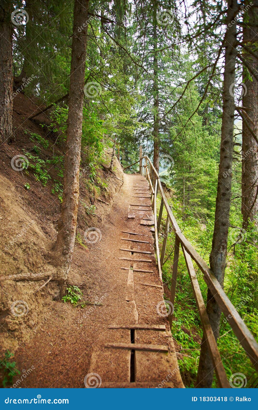 Footpath in wood stock photo. Image of landscape, colorful - 18303418