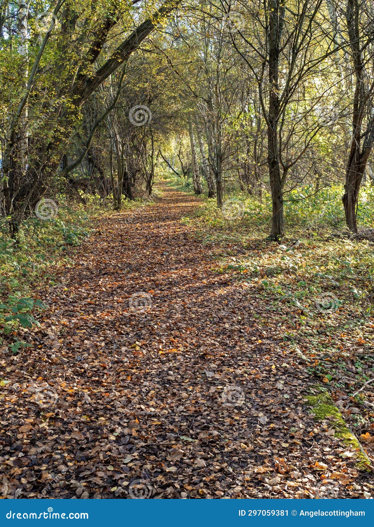 Footpath through a Wood with Fallen Autumn Leaves Stock Image - Image ...