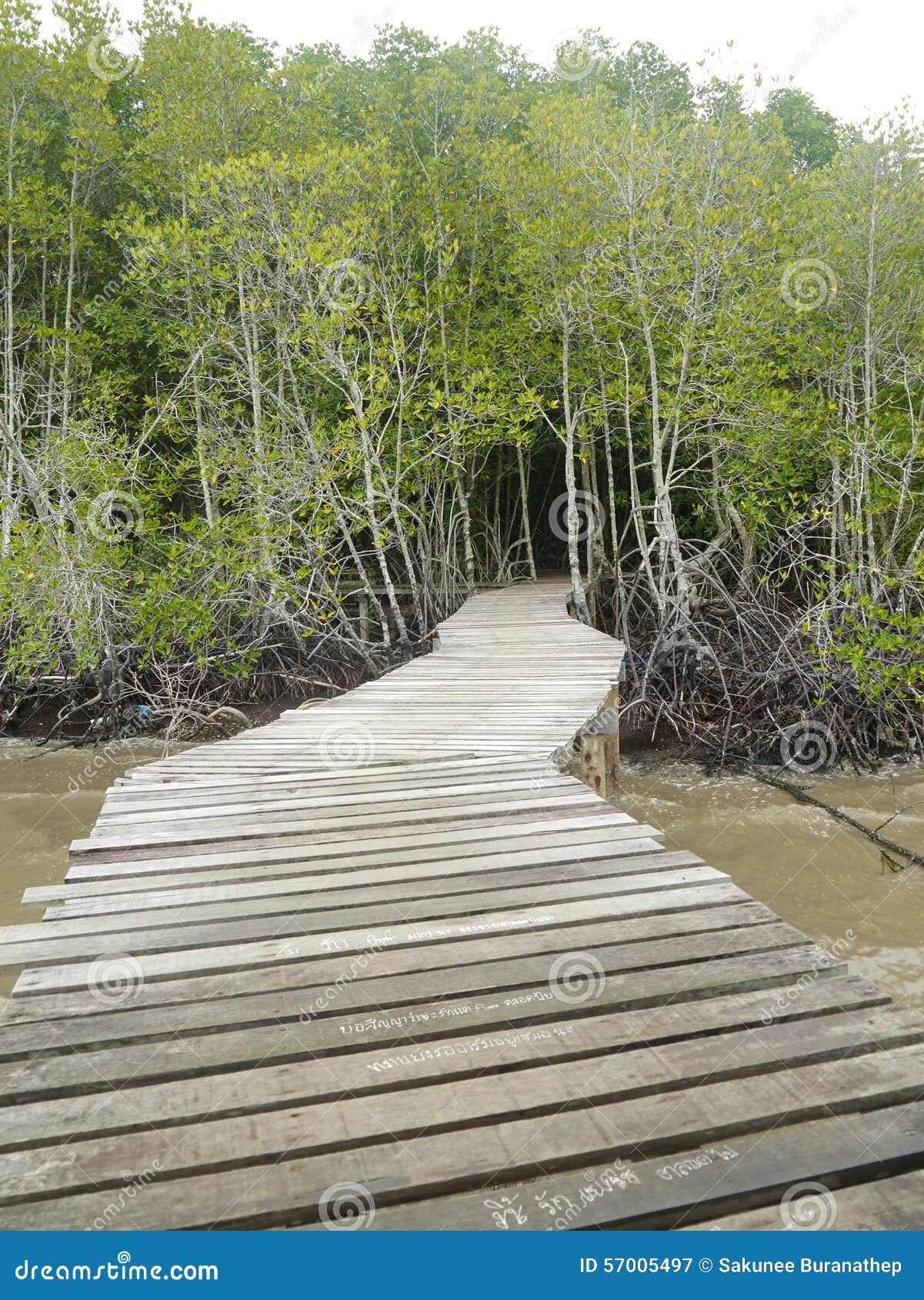 Footpath stock image. Image of mangrove, industry, walking - 57005497
