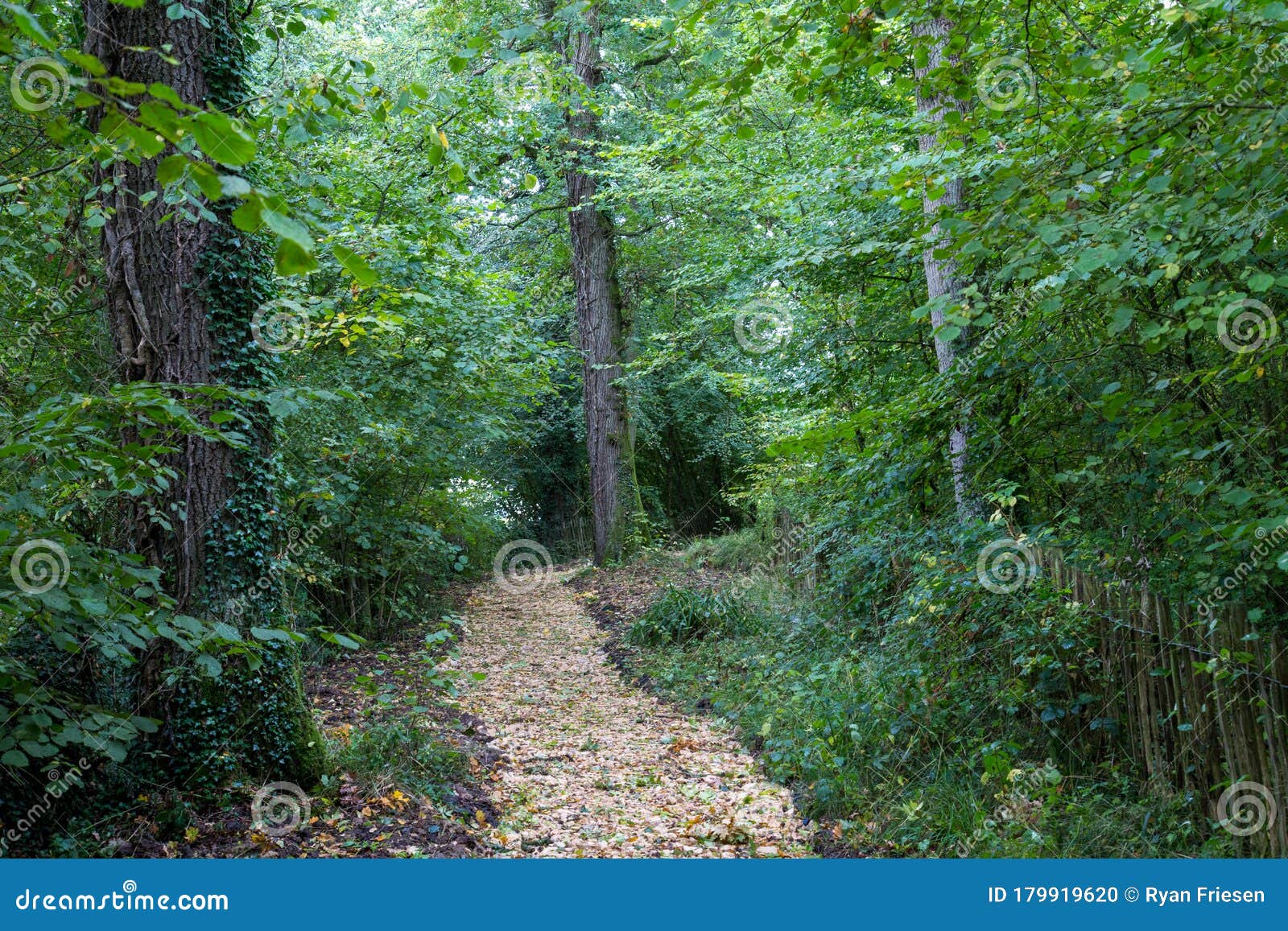 Footpath through Wooded Area Stock Photo - Image of trees, outdoor ...