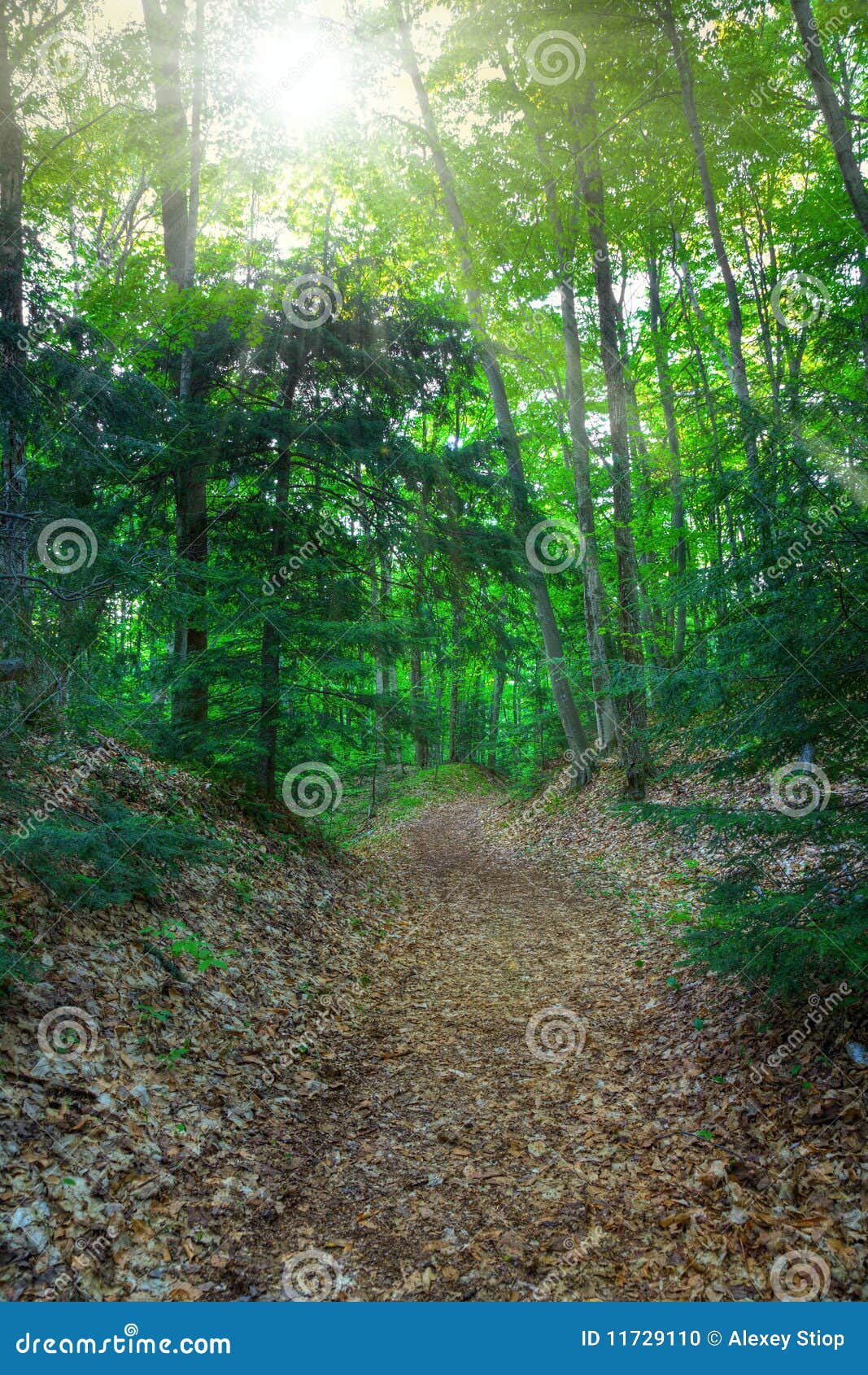 Footpath in the woods stock photo. Image of environment - 11729110