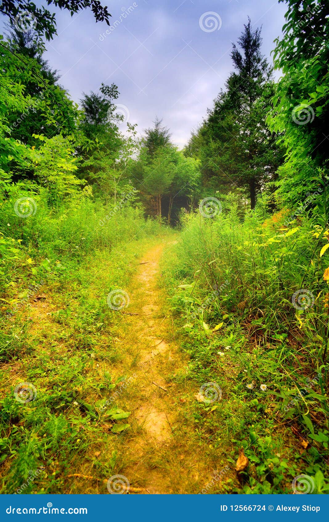 Footpath in the woods stock photo. Image of trail, tranquil - 12566724