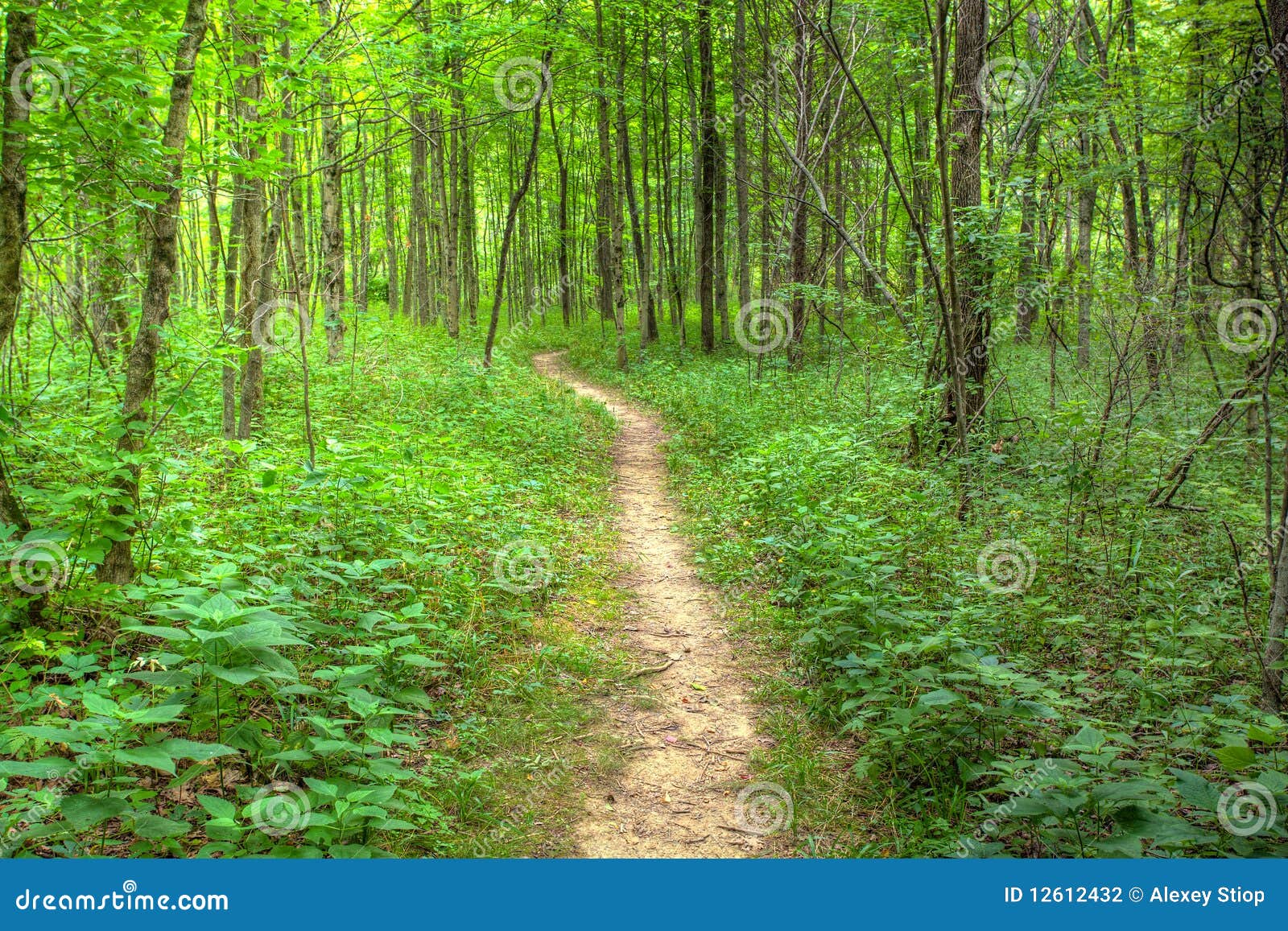 Footpath in the woods stock photo. Image of trees, wilderness - 12612432
