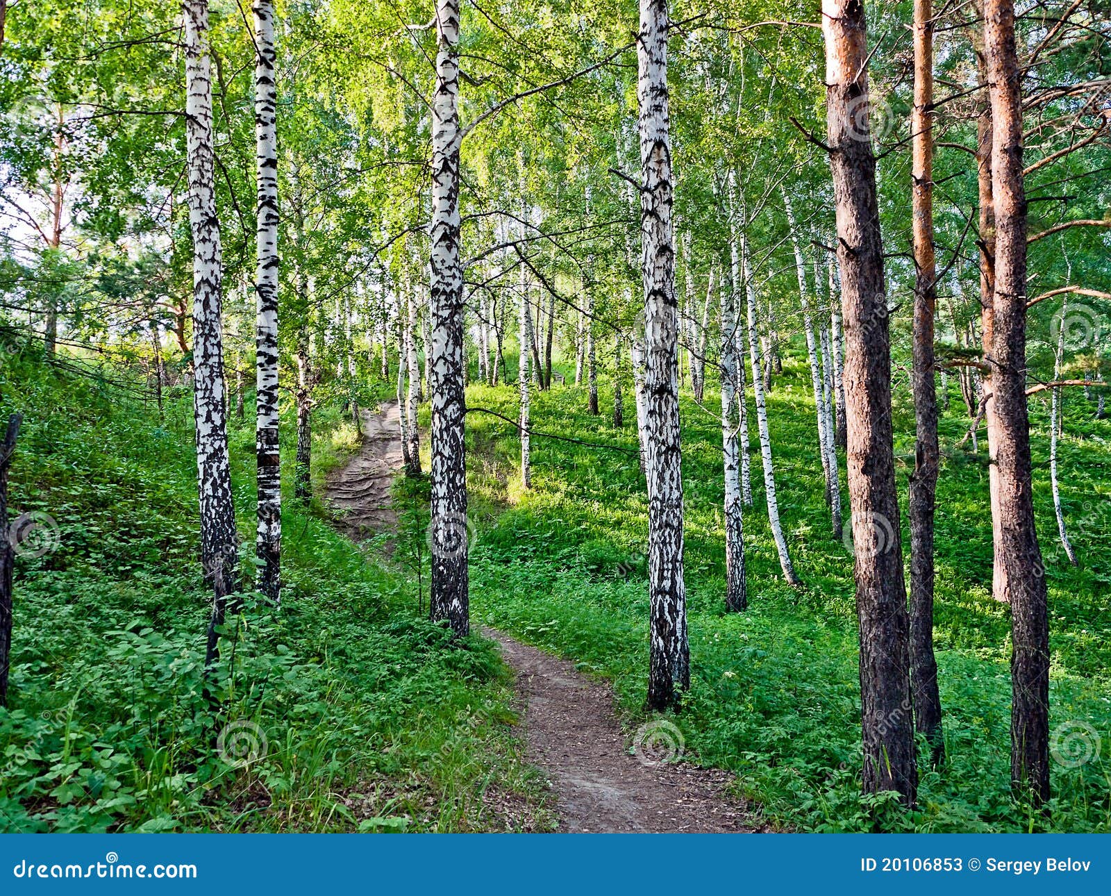 Footpath in the woods stock image. Image of horizontal - 20106853