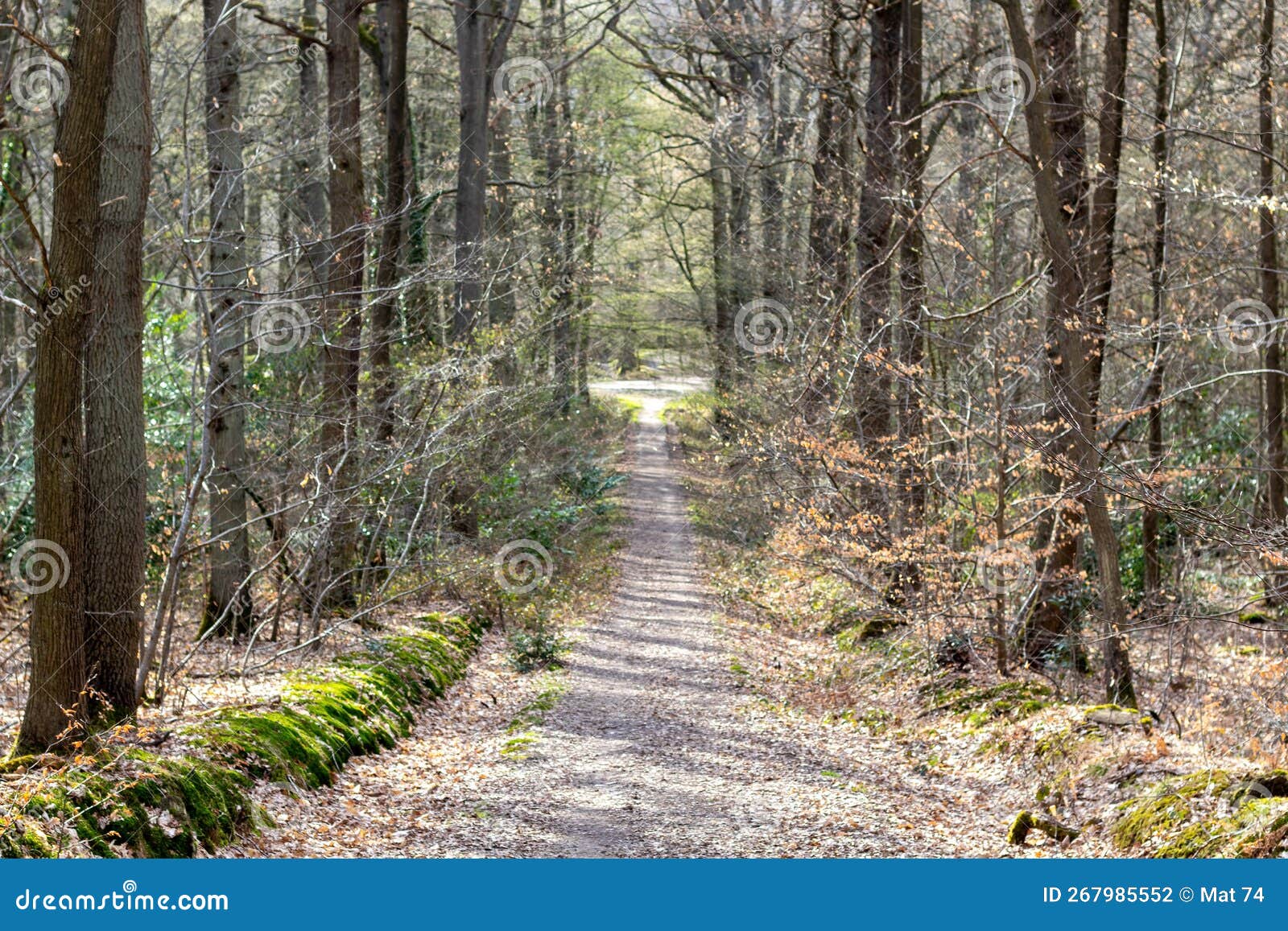 Footpath in the woods stock photo. Image of forest, footpath - 267985552