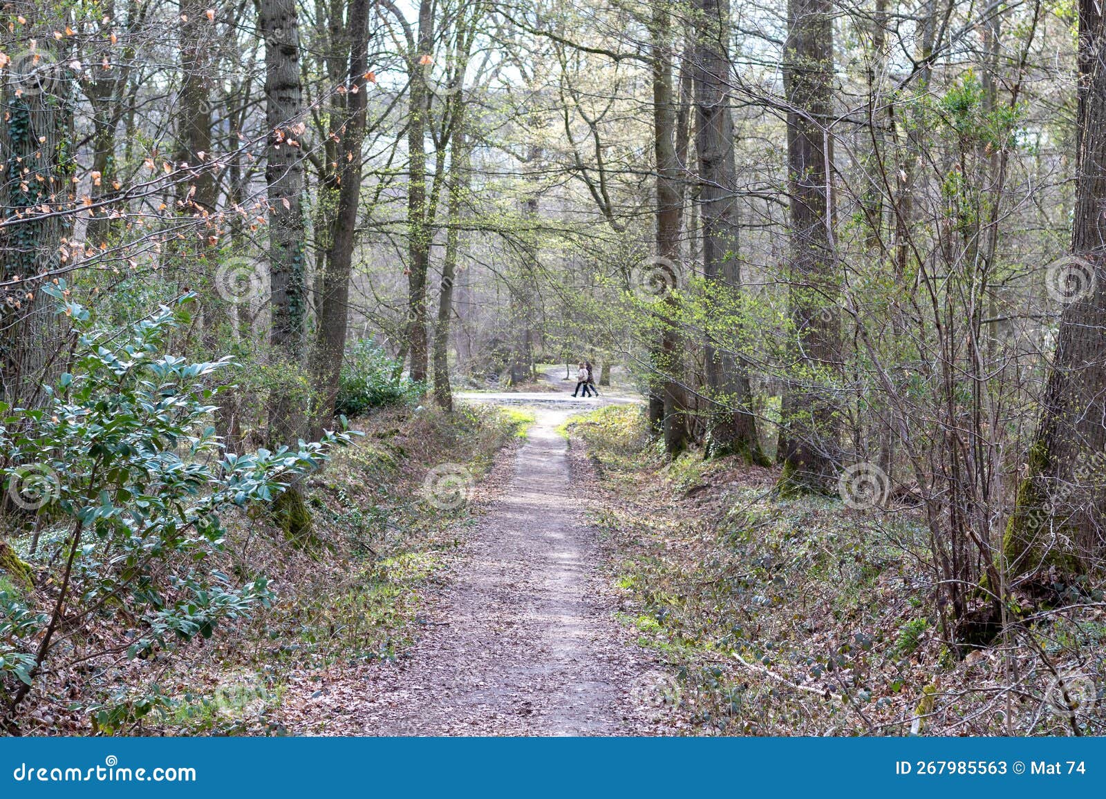 Footpath in the woods stock image. Image of scenic, footpath - 267985563