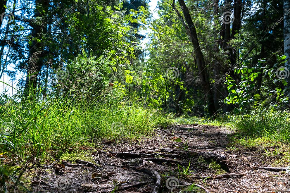 A Footpath in the Woods in Summer Stock Photo - Image of tree, woods ...