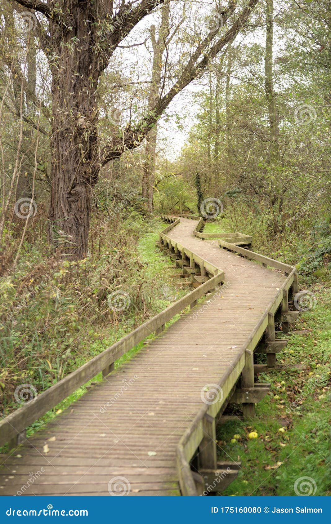 Footpath in the woods stock photo. Image of footpath - 175160080