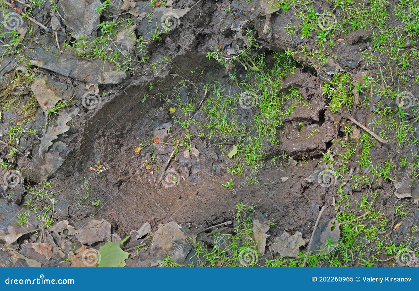 Footprint of brown bear 5 stock image. Image of danger - 202260965