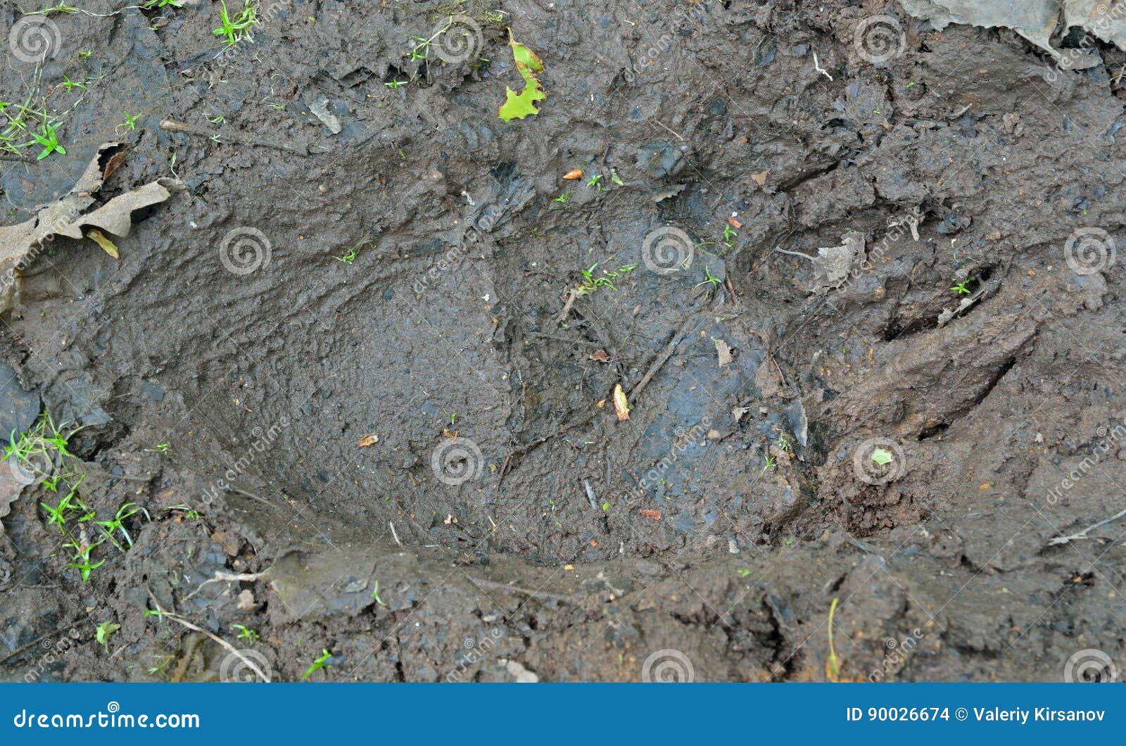 Footprint of brown bear 3 stock photo. Image of print - 90026674