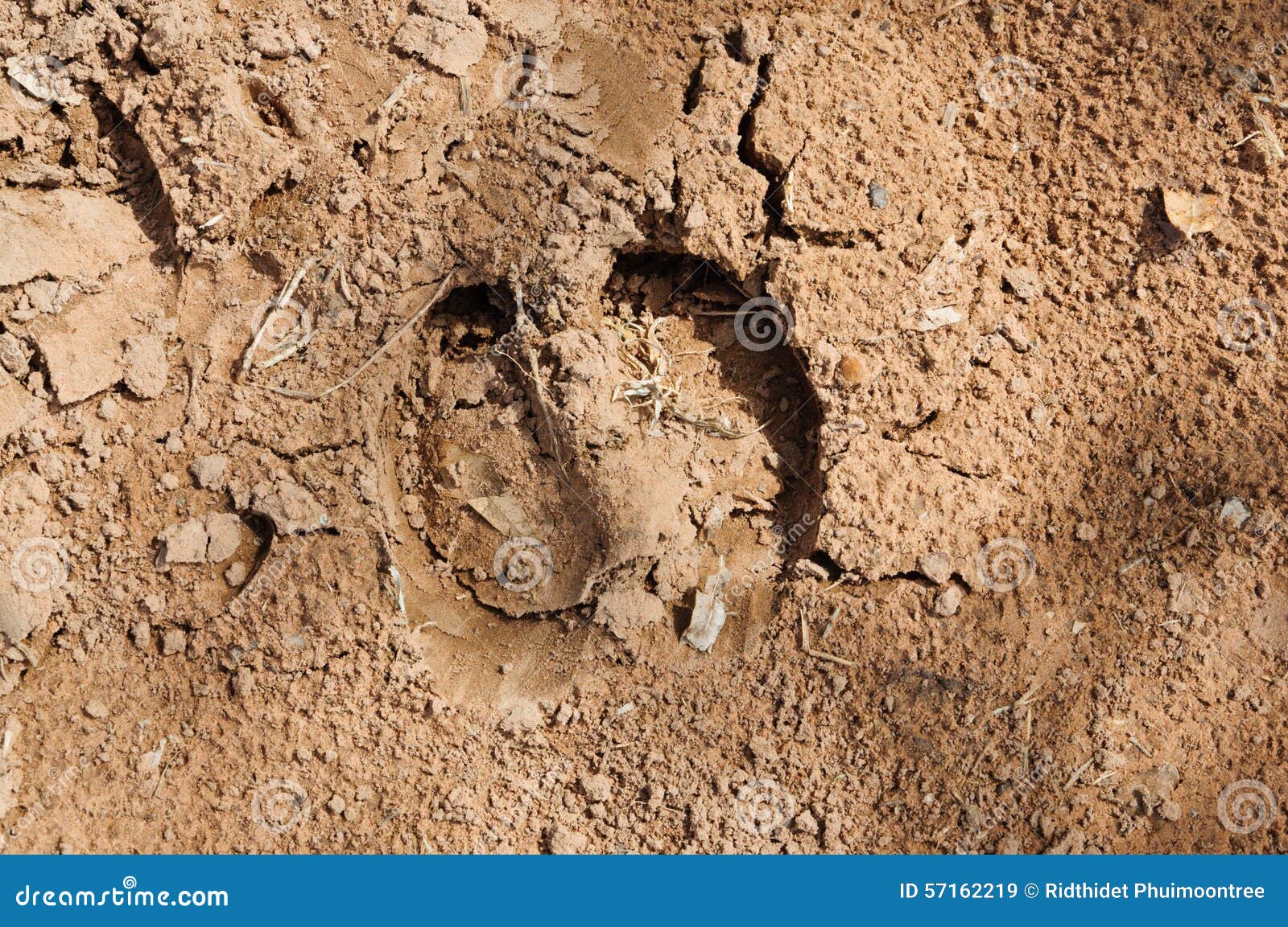 Footprint of buffalo. stock image. Image of footprint - 57162219