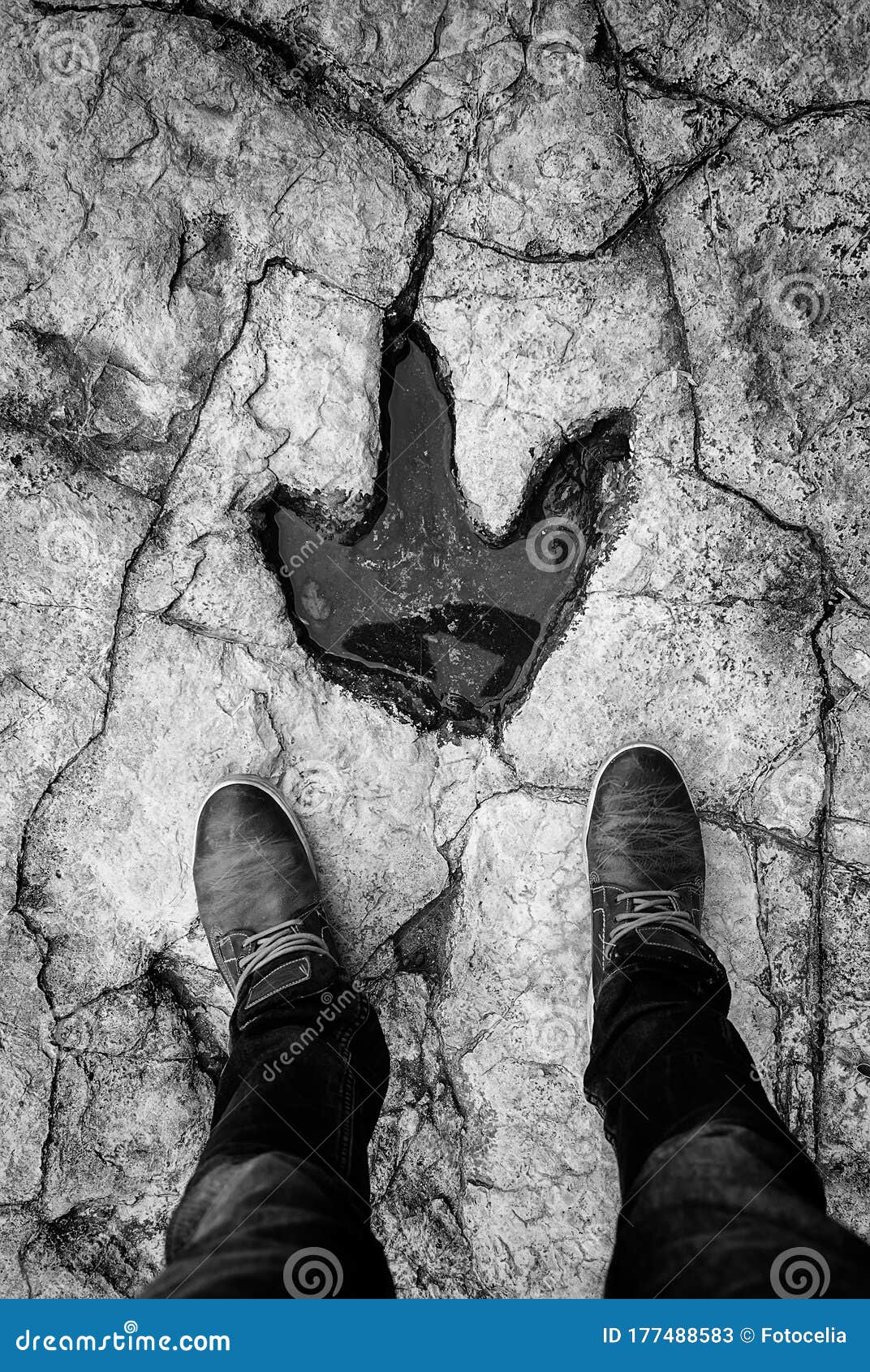 Footprint Of Dinosaur Royalty-Free Stock Photo | CartoonDealer.com ...