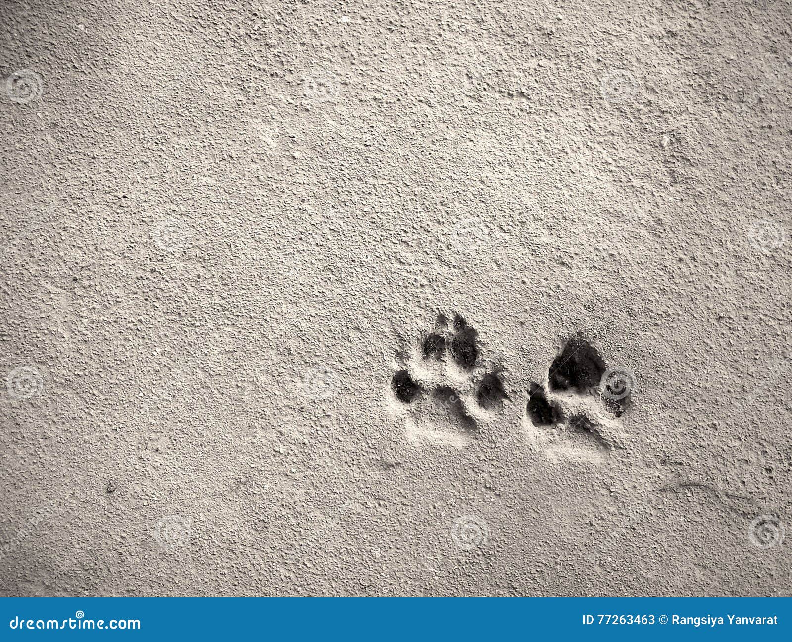 Footprint of dog stock image. Image of sand, canine, floor - 77263463