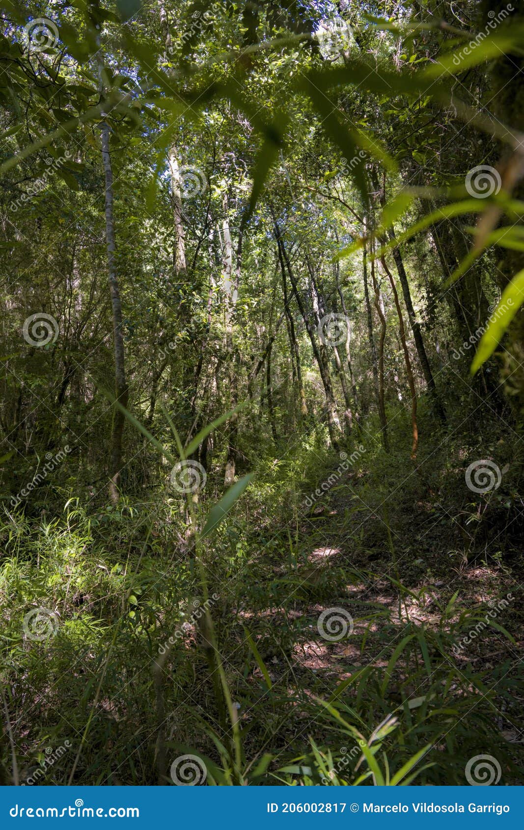 Footprint of the Footpath in the Thick Forest. Stock Image - Image of ...