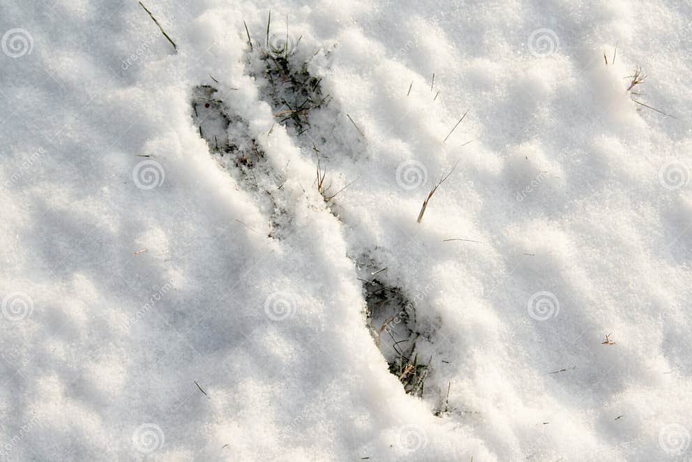 Footprint of a hare stock image. Image of grass, nature - 13037563
