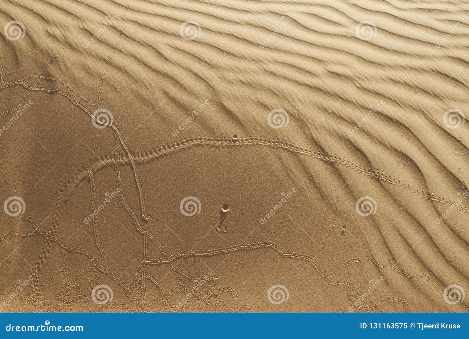 Footprint of an Insect or Animal on Desert Sand Texture Stock Image ...