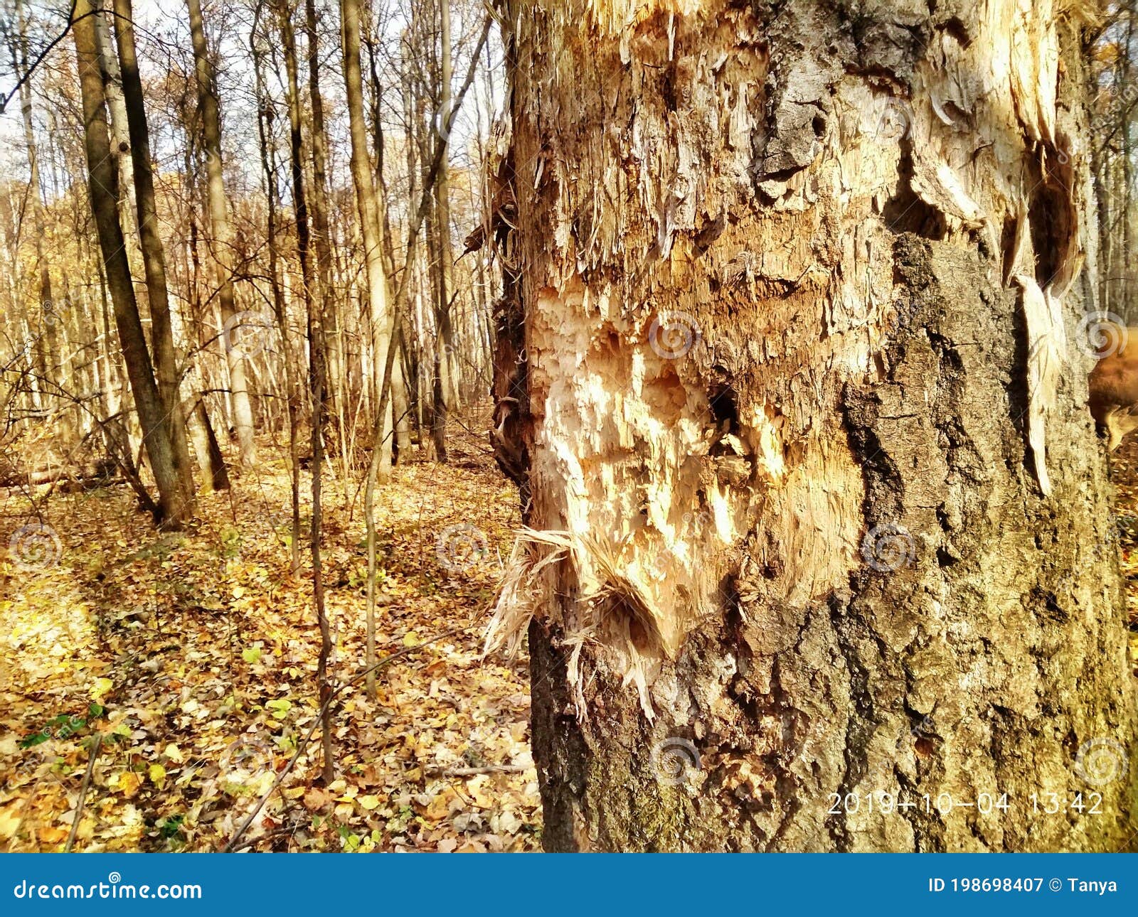 The Footprint of a Large Animal on the Bark of a Tree. Bear Trail on a ...