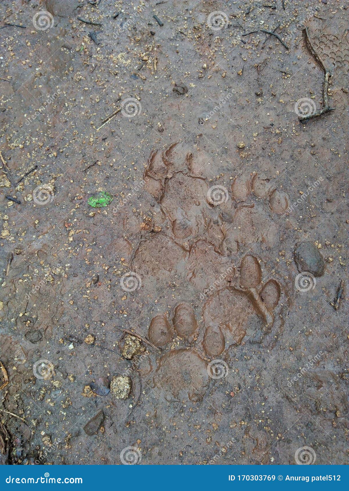 Footprint of lion stock image. Image of asian, king - 170303769