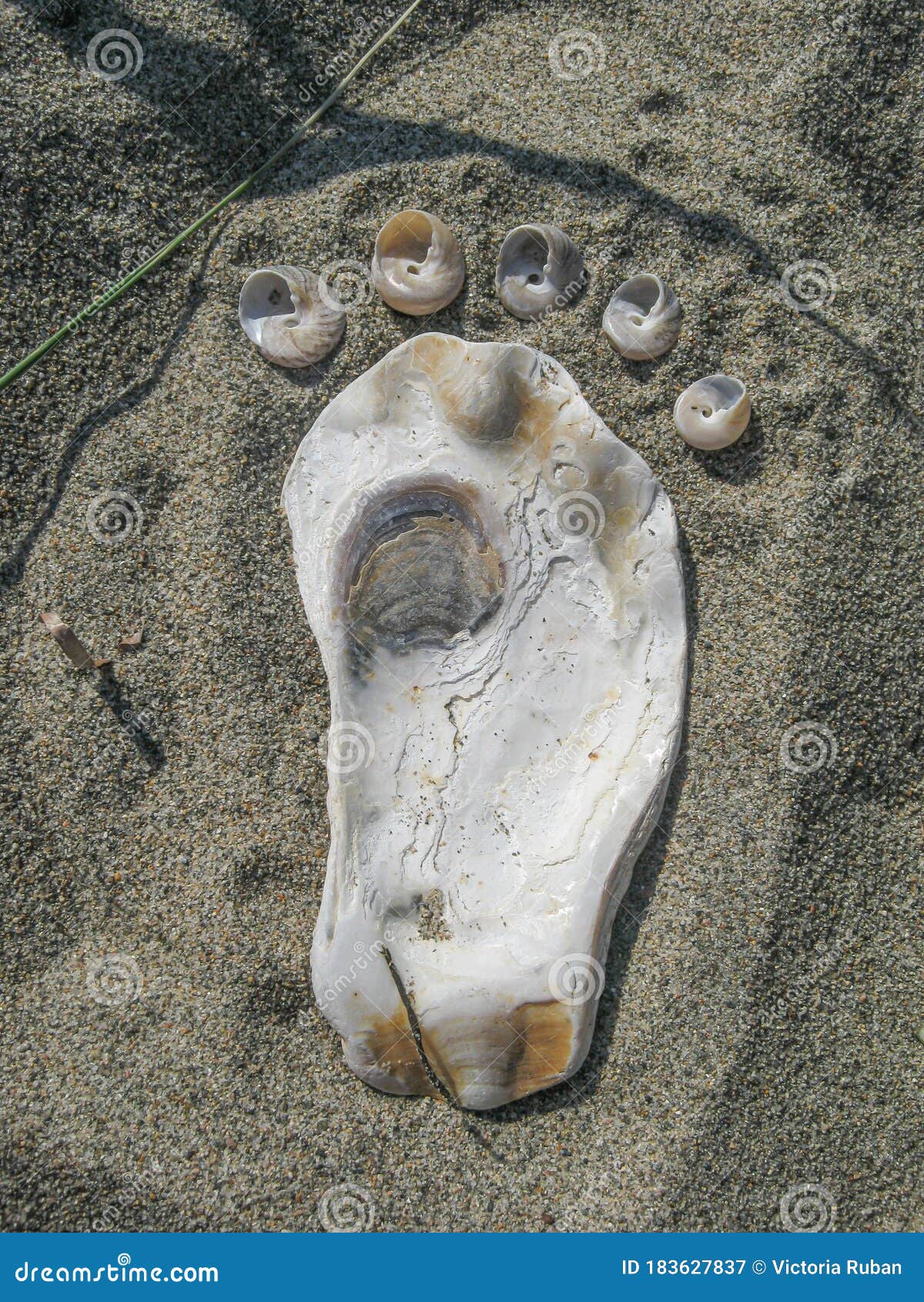 A footprint of shells stock image. Image of fashion - 183627837