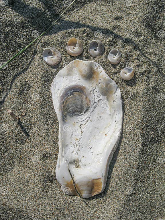 A footprint of shells stock image. Image of fashion - 183627837