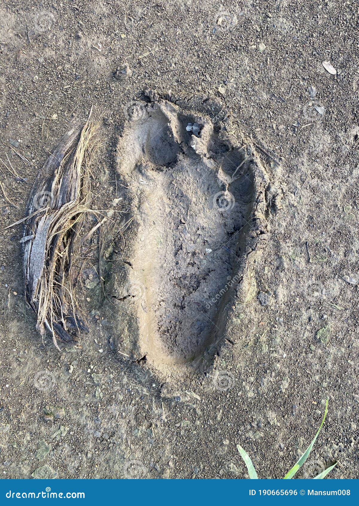 Footprint track on the mud stock photo. Image of footstep - 190665696