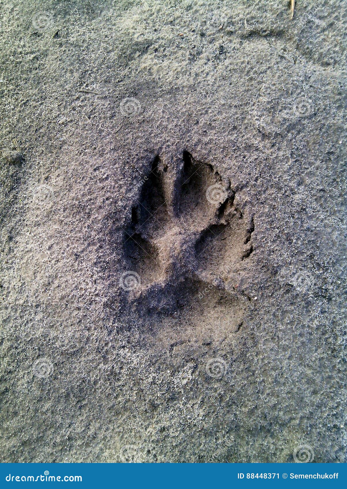 Footprint stock image. Image of road, unknown, track - 88448371
