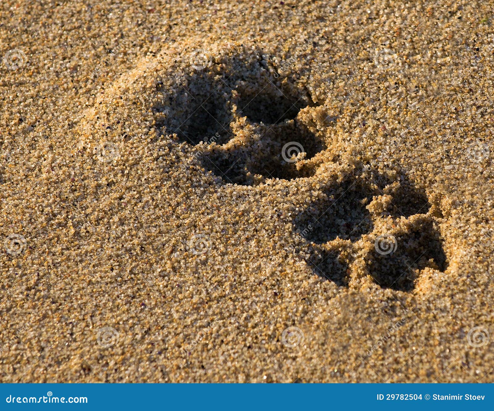 Two dog paws stock photo. Image of follow, nails, water - 29782504