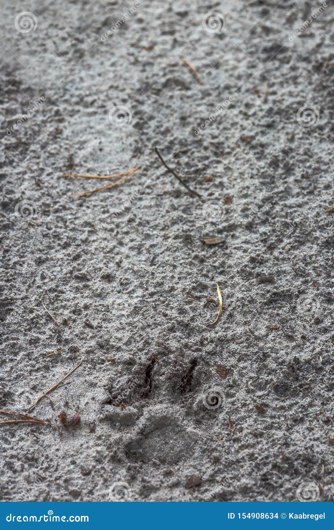 Footprint of a Wild Beast in the Forest on the Sand Stock Photo - Image ...