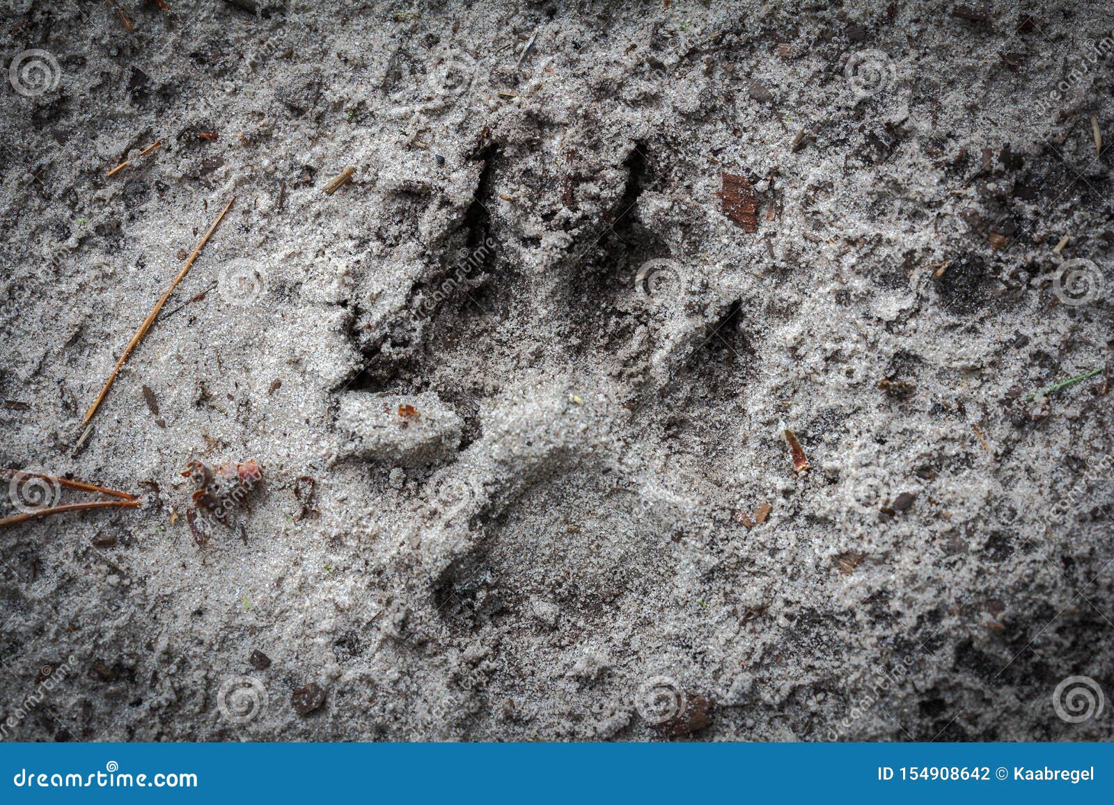 Footprint of a Wild Beast in the Sand Stock Photo - Image of trace ...